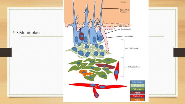 PULP and it's histology ,zones ,cells ,age changes and clinical ...
