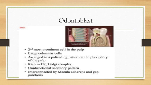 PULP and it's histology ,zones ,cells ,age changes and clinical ...