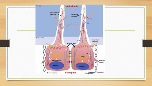 PULP and it's histology ,zones ,cells ,age changes and clinical ...
