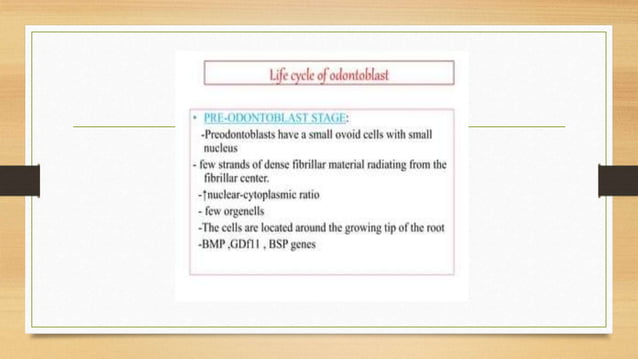 PULP and it's histology ,zones ,cells ,age changes and clinical ...