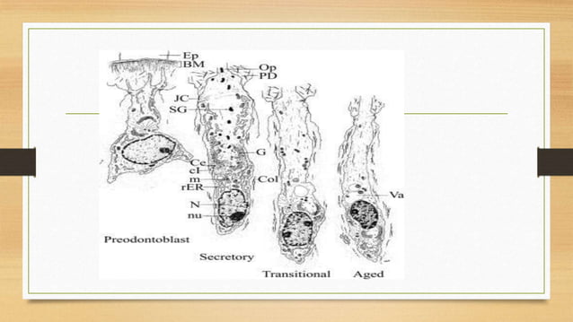 PULP and it's histology ,zones ,cells ,age changes and clinical ...