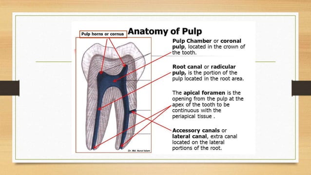PULP and it's histology ,zones ,cells ,age changes and clinical ...