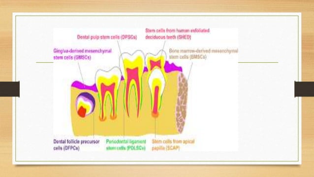 PULP and it's histology ,zones ,cells ,age changes and clinical ...