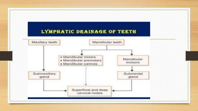 PULP and it's histology ,zones ,cells ,age changes and clinical ...