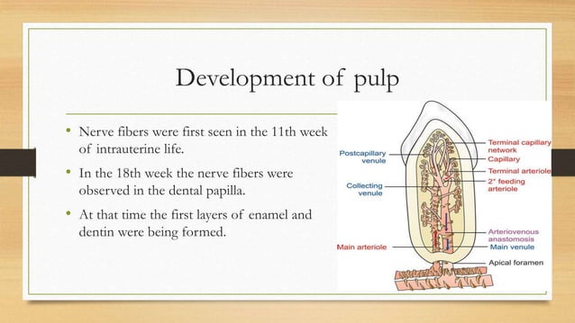 PULP and it's histology ,zones ,cells ,age changes and clinical ...