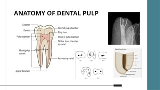 Development and pathogenesis of pulp complex | PPTX