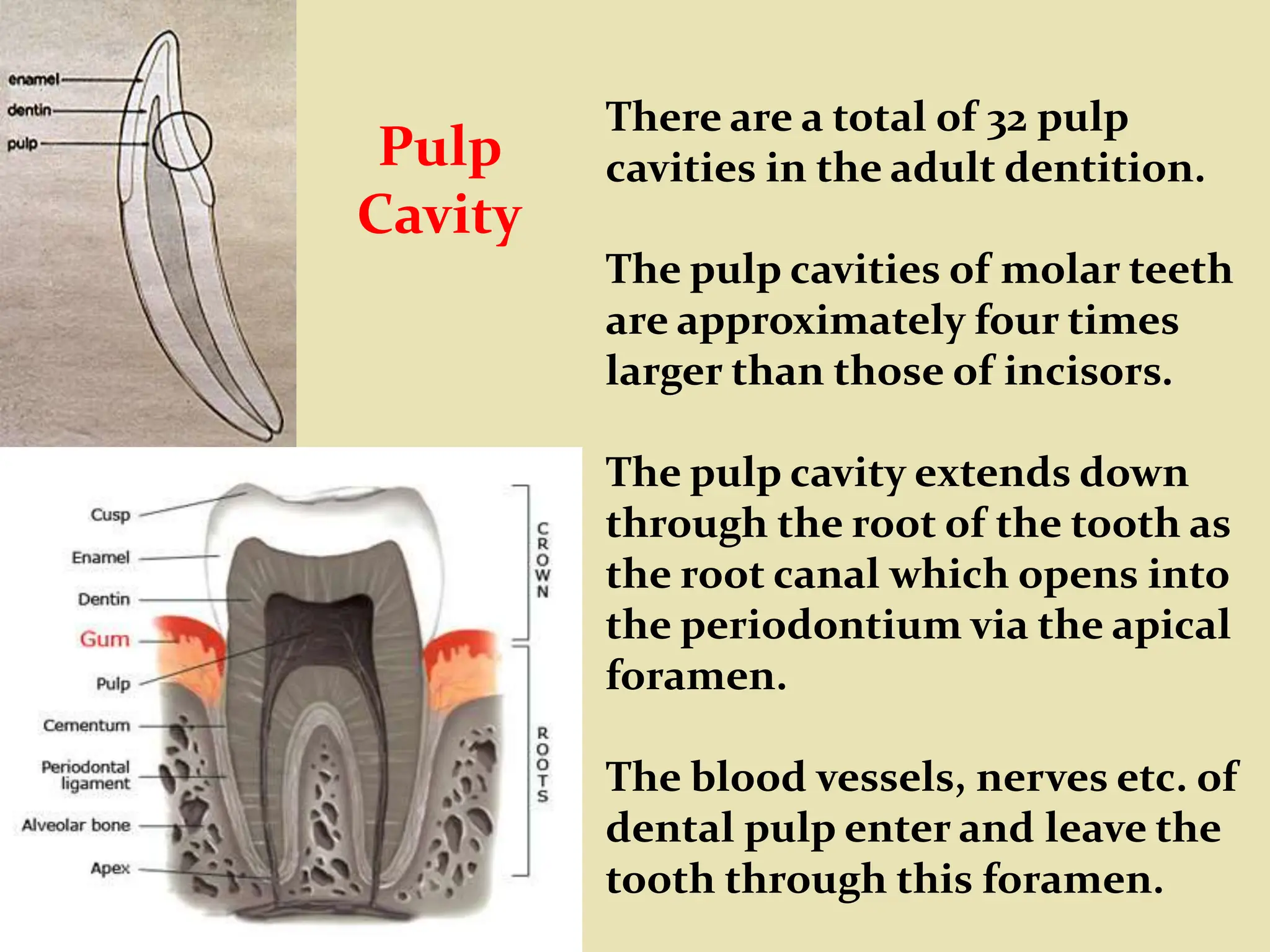 PULP-Theory class.ppt | Dental Health | Diseases and Conditions