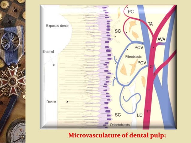 PULP-Theory class.ppt | Dental Health | Diseases and Conditions