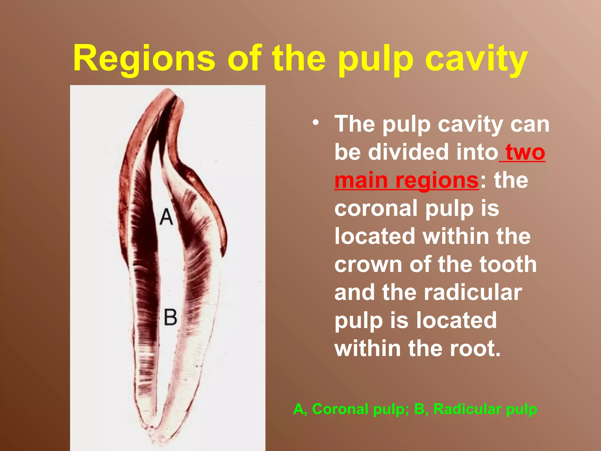 Pulp | PPT
