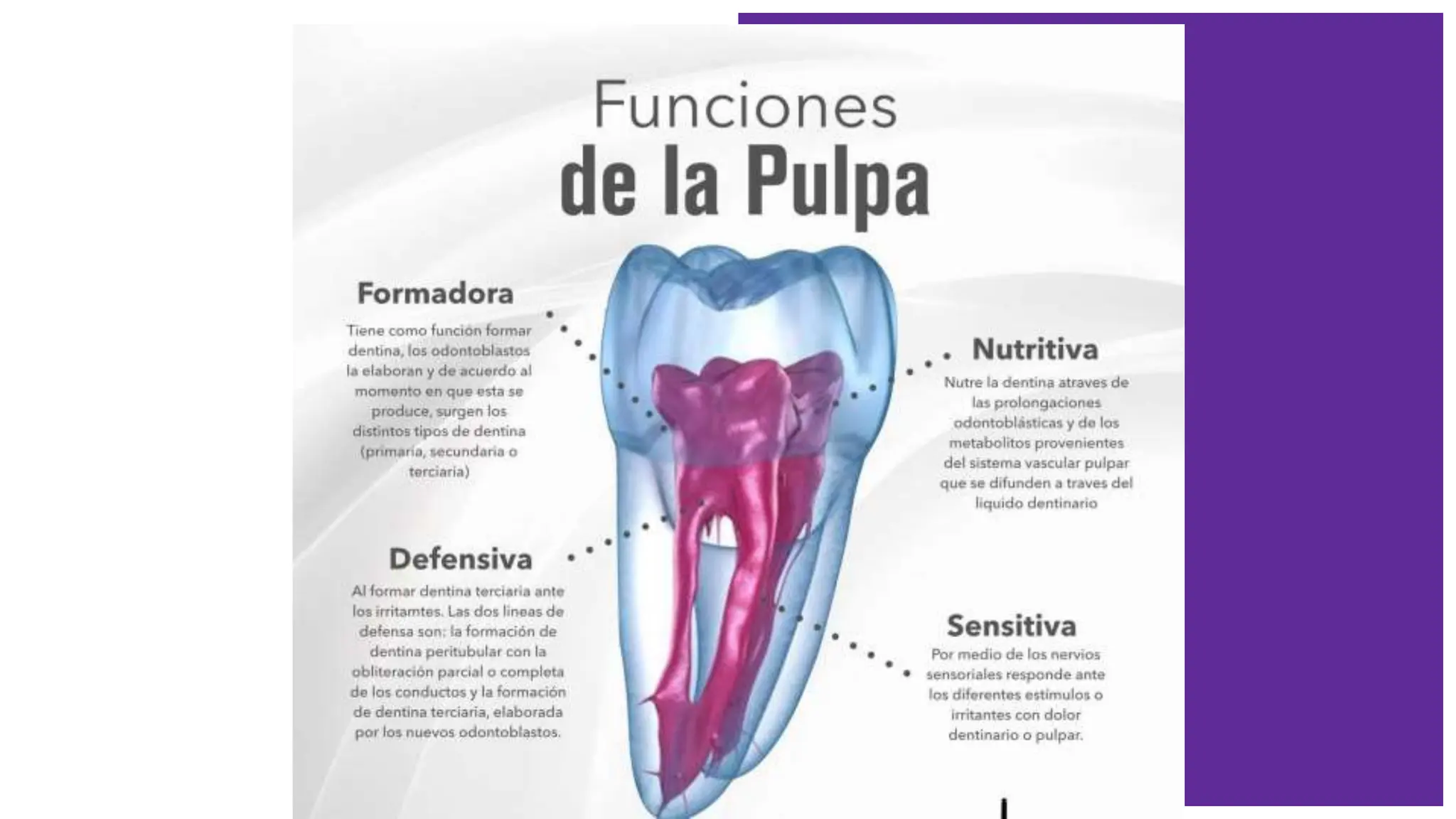 pulpa.pptx hablamos sobre la pulpa dental | PPT