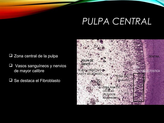 Pulpa dental | PPT