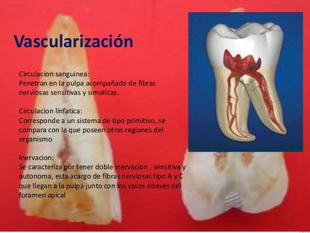 Pulpa dental Pulpa dental