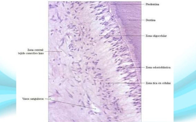 Complejo dentino-pulpar I: Pulpa dental