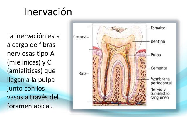 Complejo dentino-pulpar I: Pulpa dental
