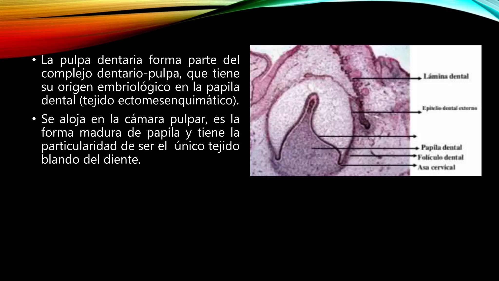 Pulpa dental | PPTX