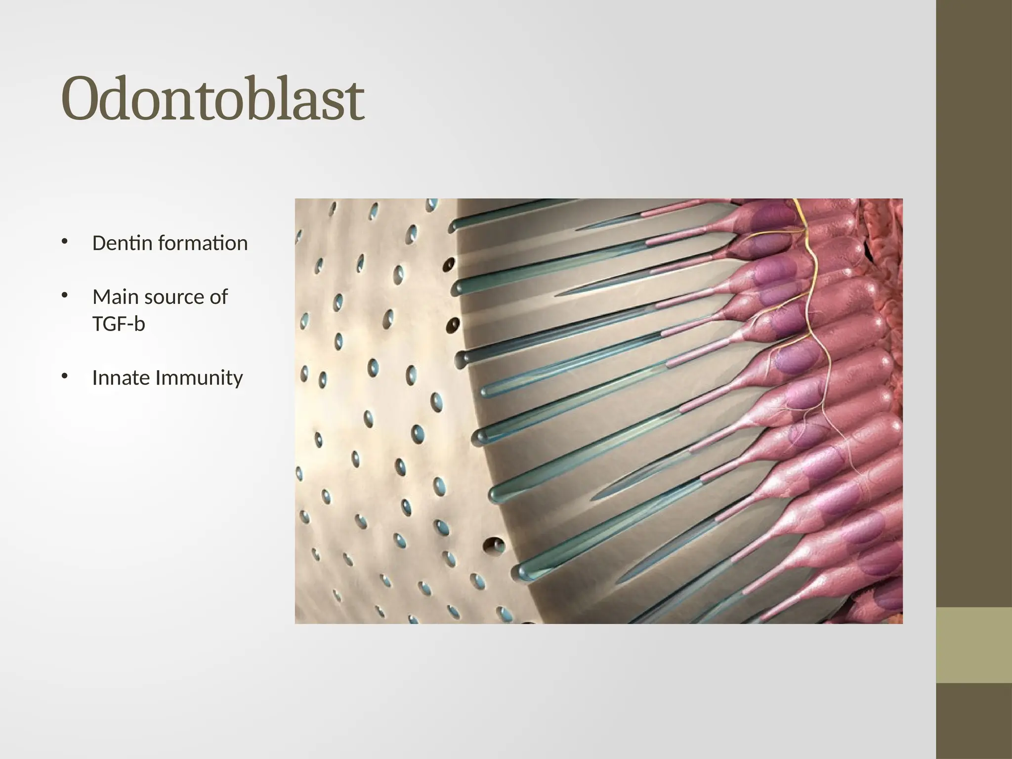 pulpal diseases.pptx, pulpal diseases of teeth | PPTX