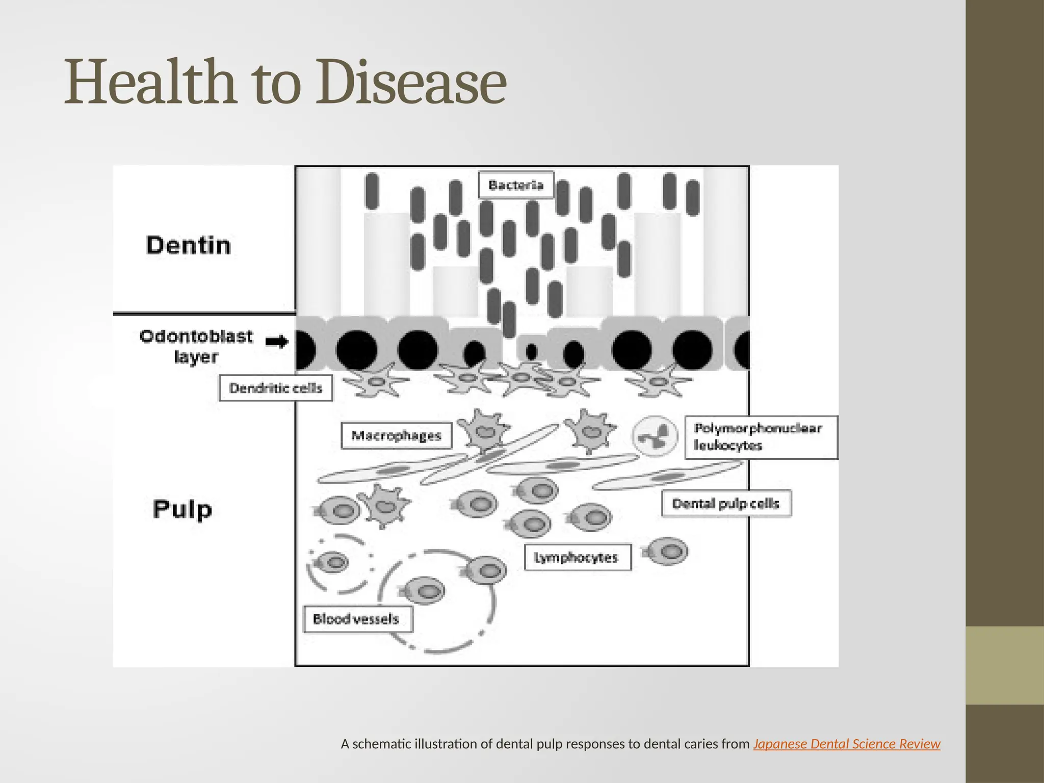 pulpal diseases.pptx, pulpal diseases of teeth | PPTX
