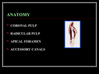 PULP Aman-sir1 dental histology lecture on pulp | PPT