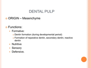 Pulp Cavity