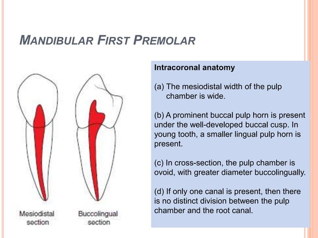 Pulp cavities | PPTX | Dental Health | Diseases and Conditions