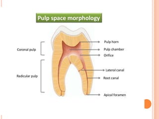Tooth Pulp Cavity Slide