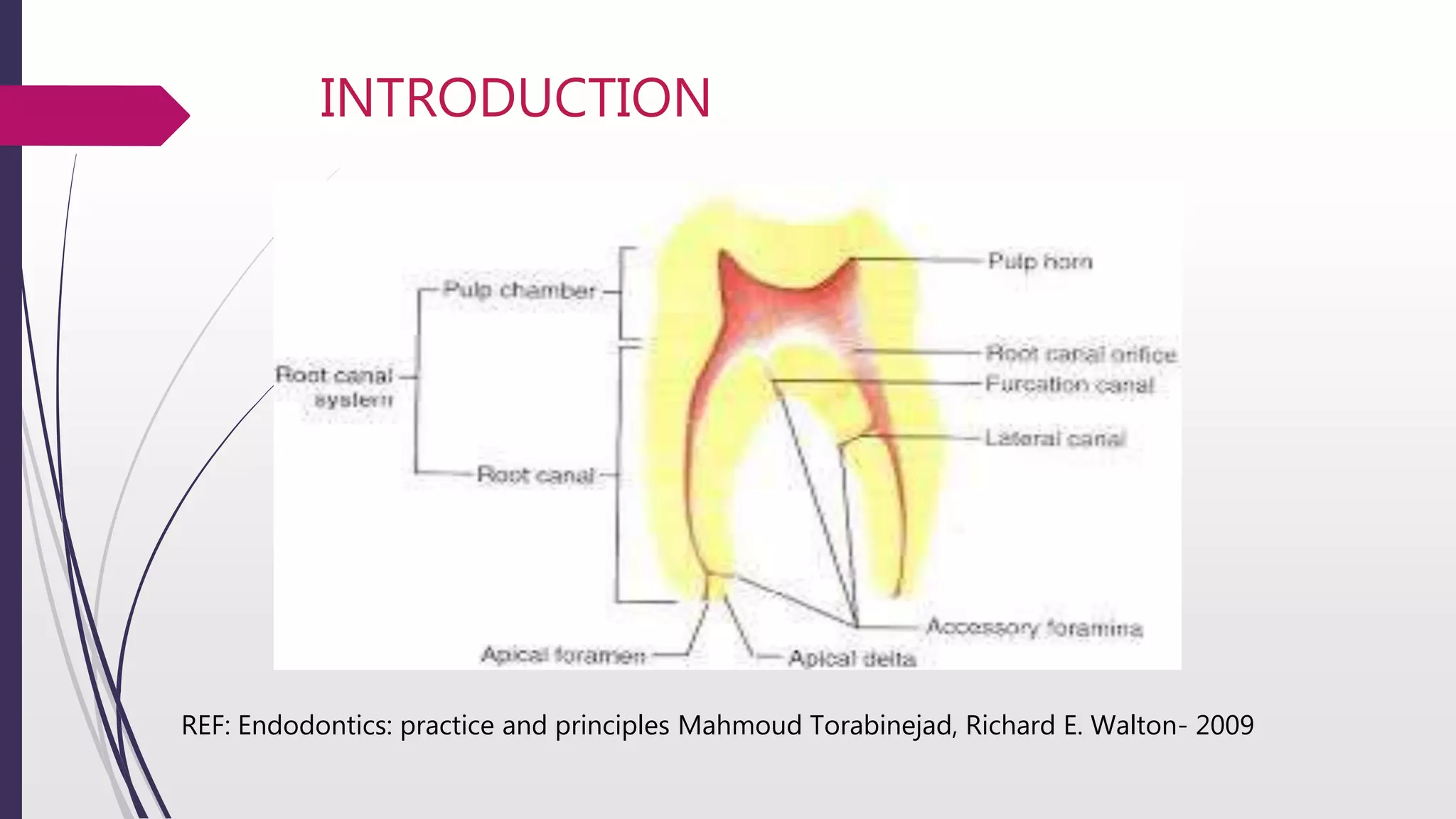 Pulp cavities of teeth | PPTX | Dental Health | Diseases and Conditions