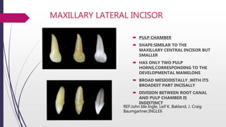 Pulp cavities of teeth | PPTX