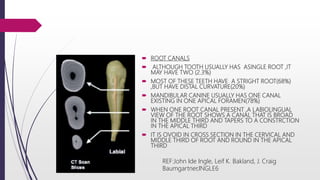 Pulp cavities of teeth | PPTX | Dental Health | Diseases and Conditions