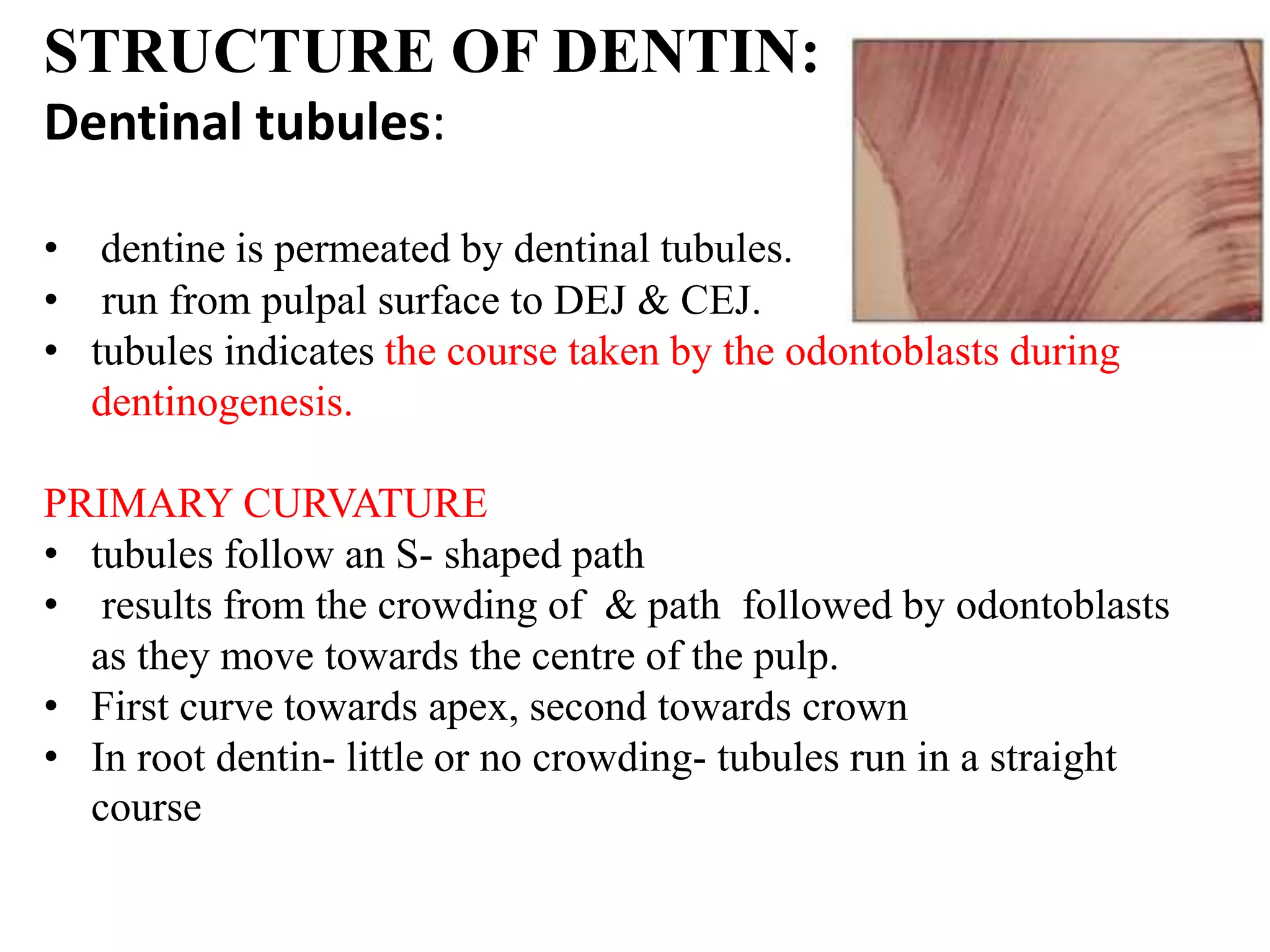 Pulp dentin complex | PPTX