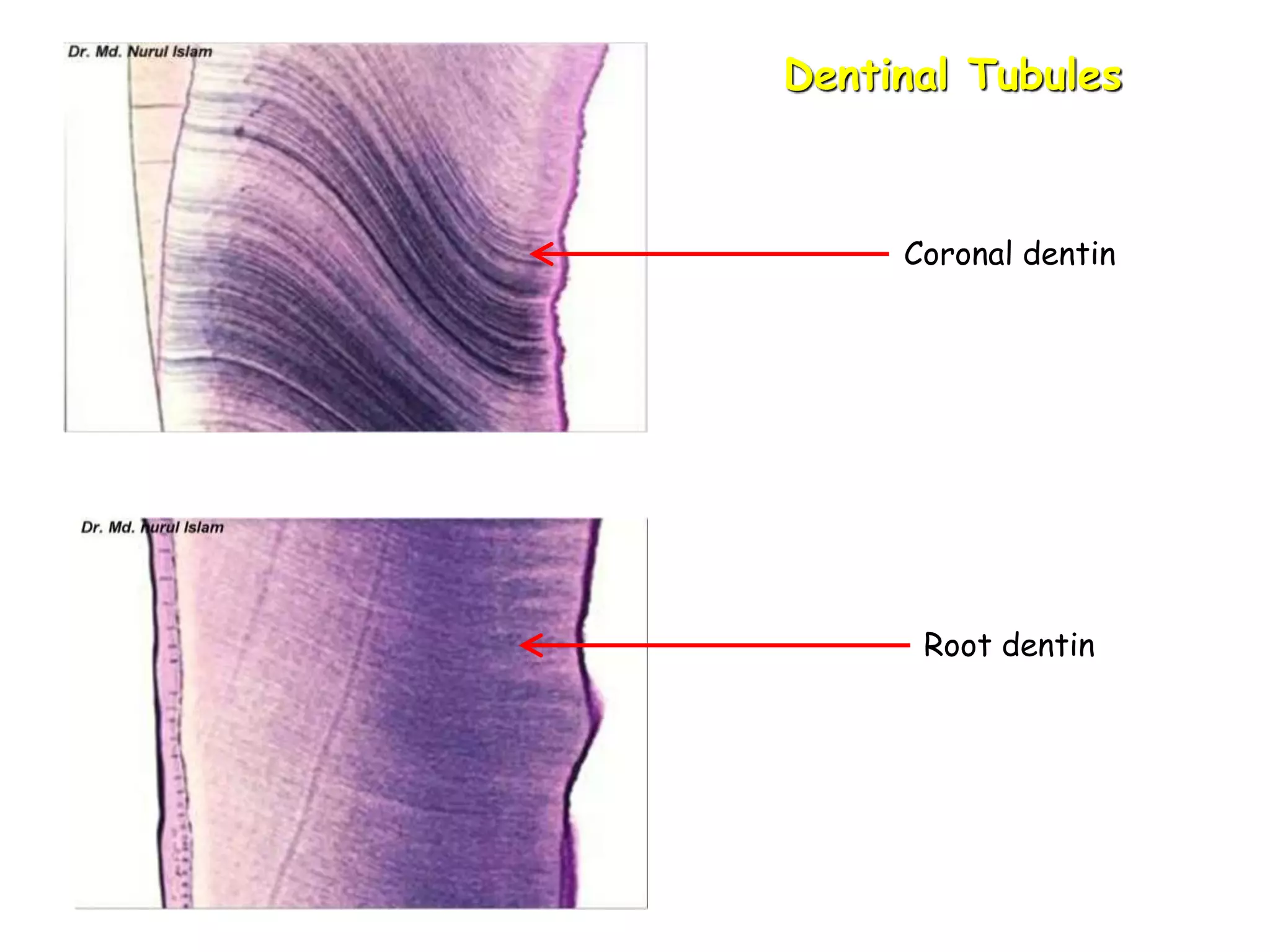 Pulp dentin complex | PPTX