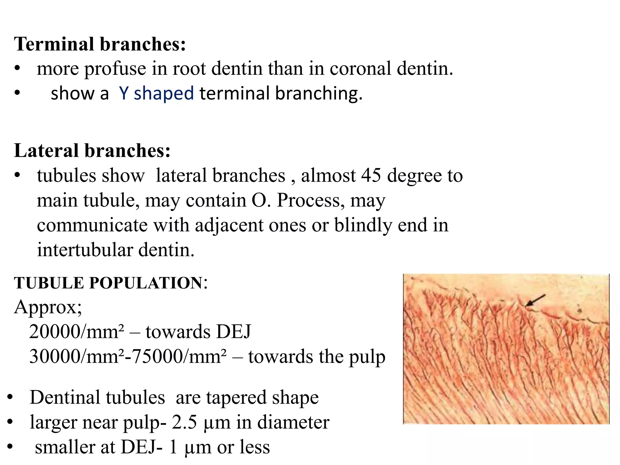 Pulp dentin complex | PPTX