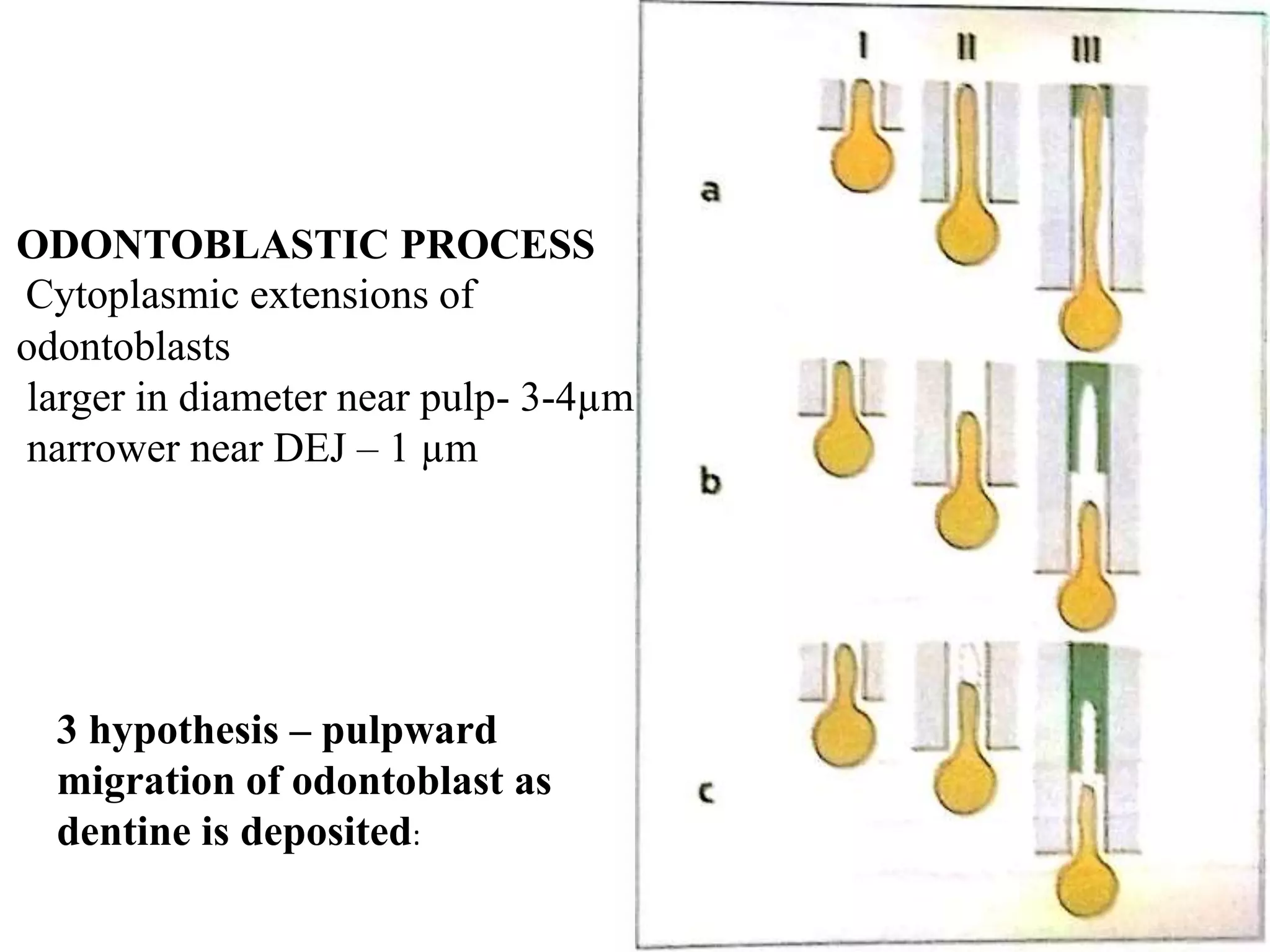 Pulp dentin complex | PPTX