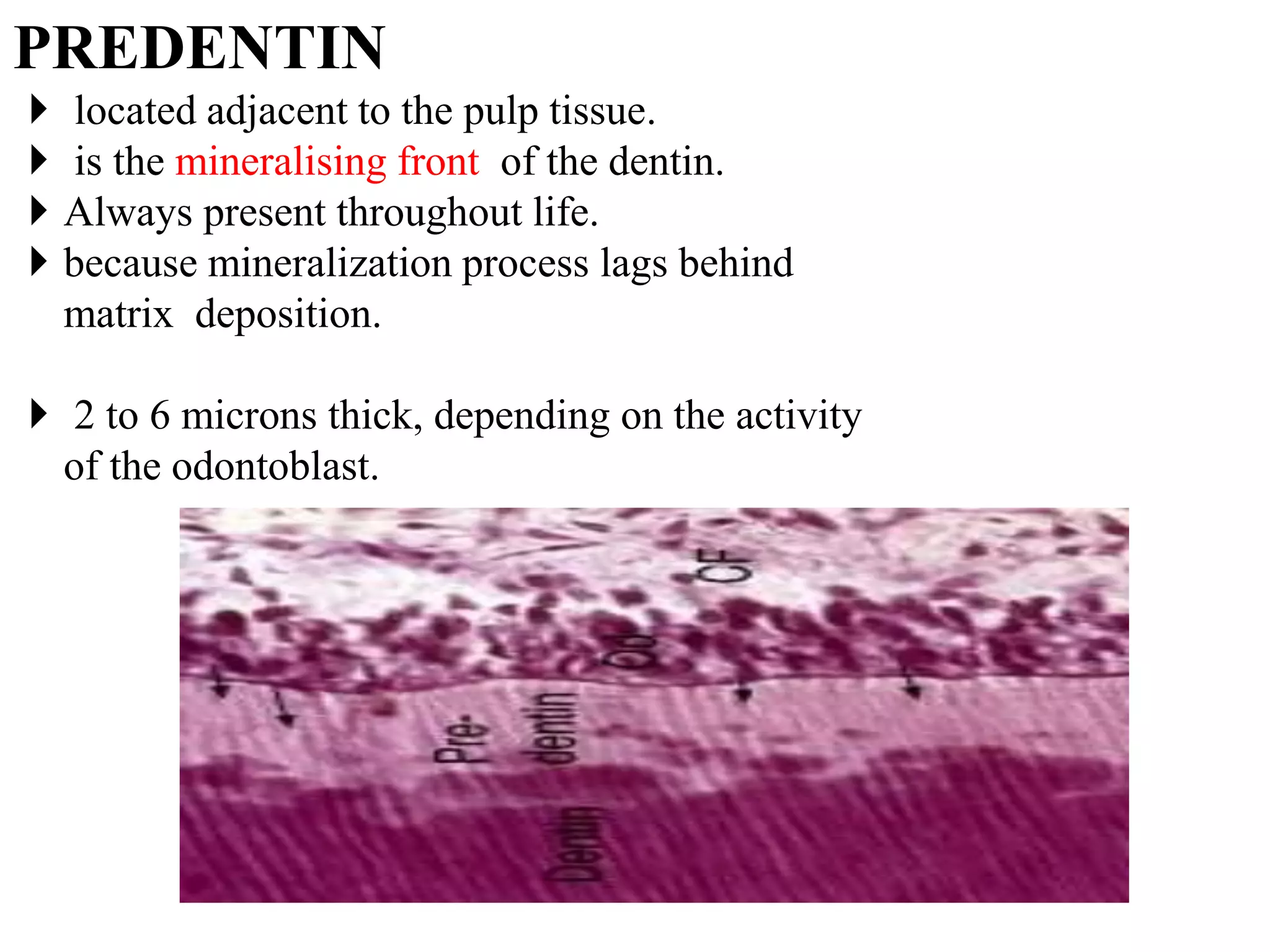Pulp dentin complex | PPTX