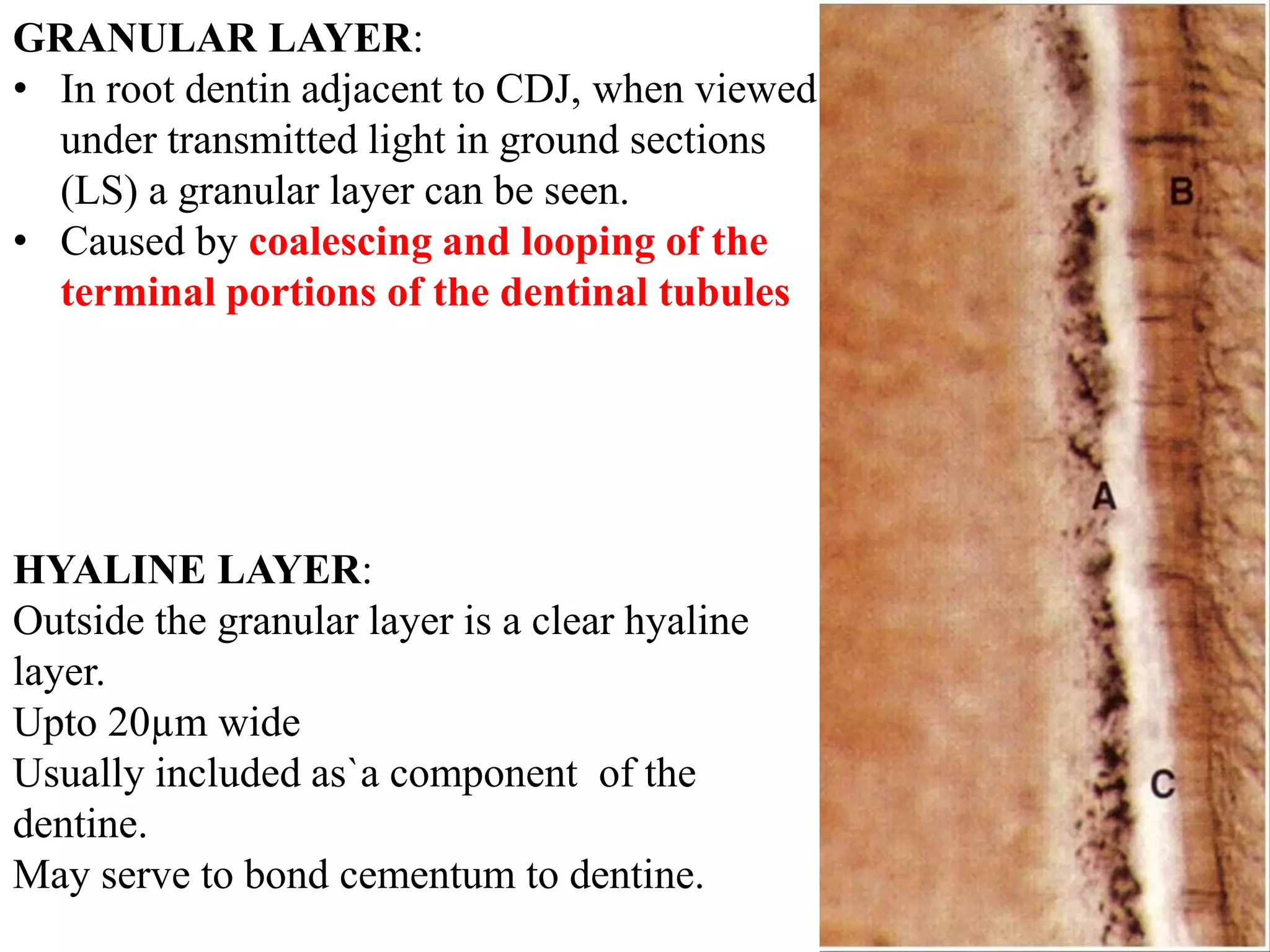 Pulp dentin complex | PPTX