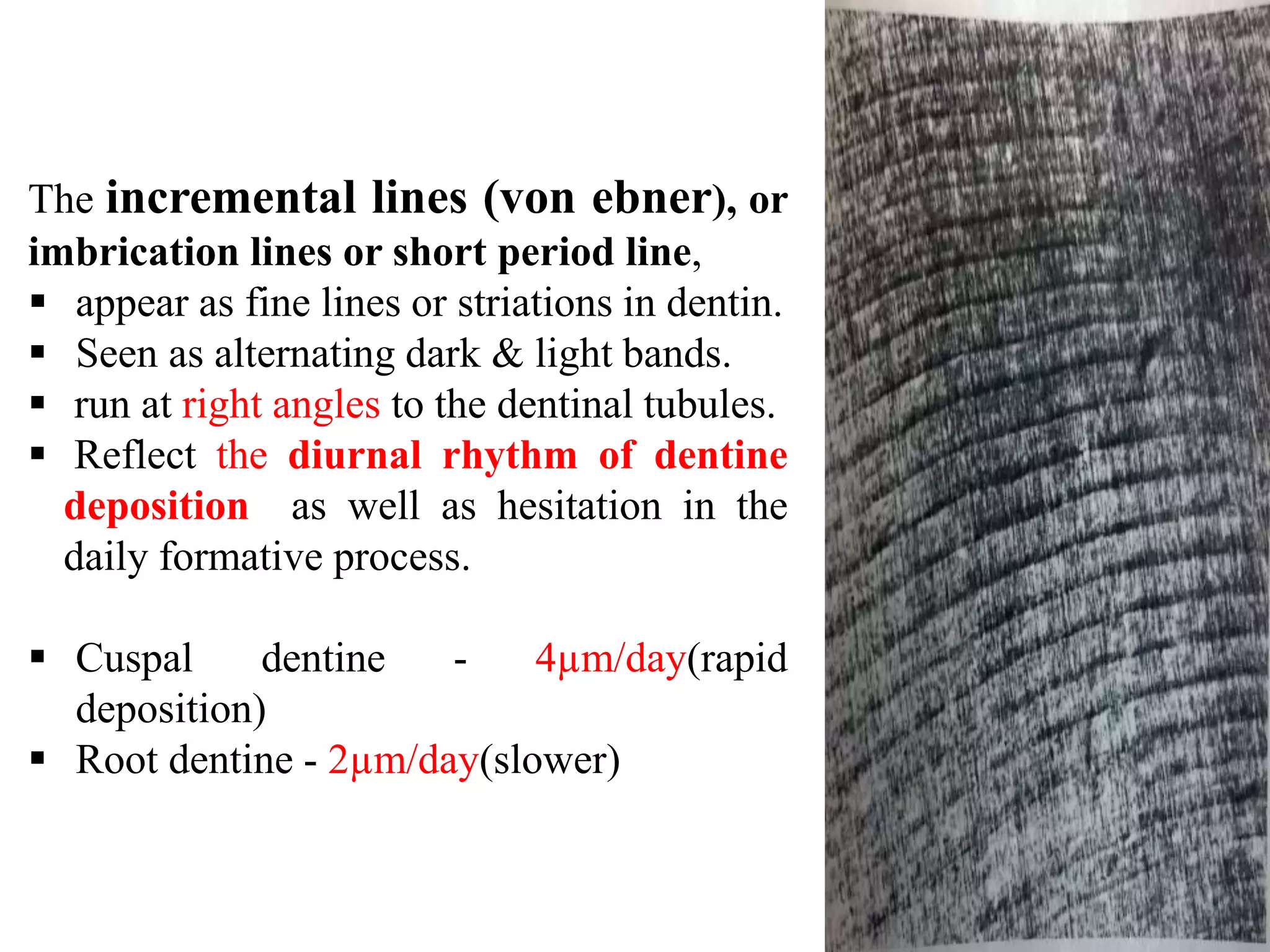 Pulp dentin complex | PPTX