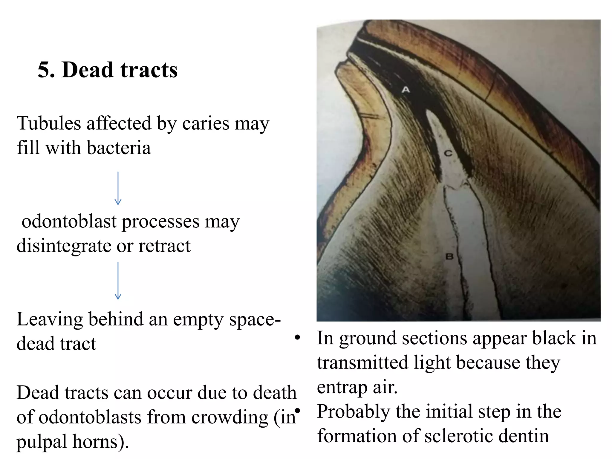 Pulp dentin complex | PPTX