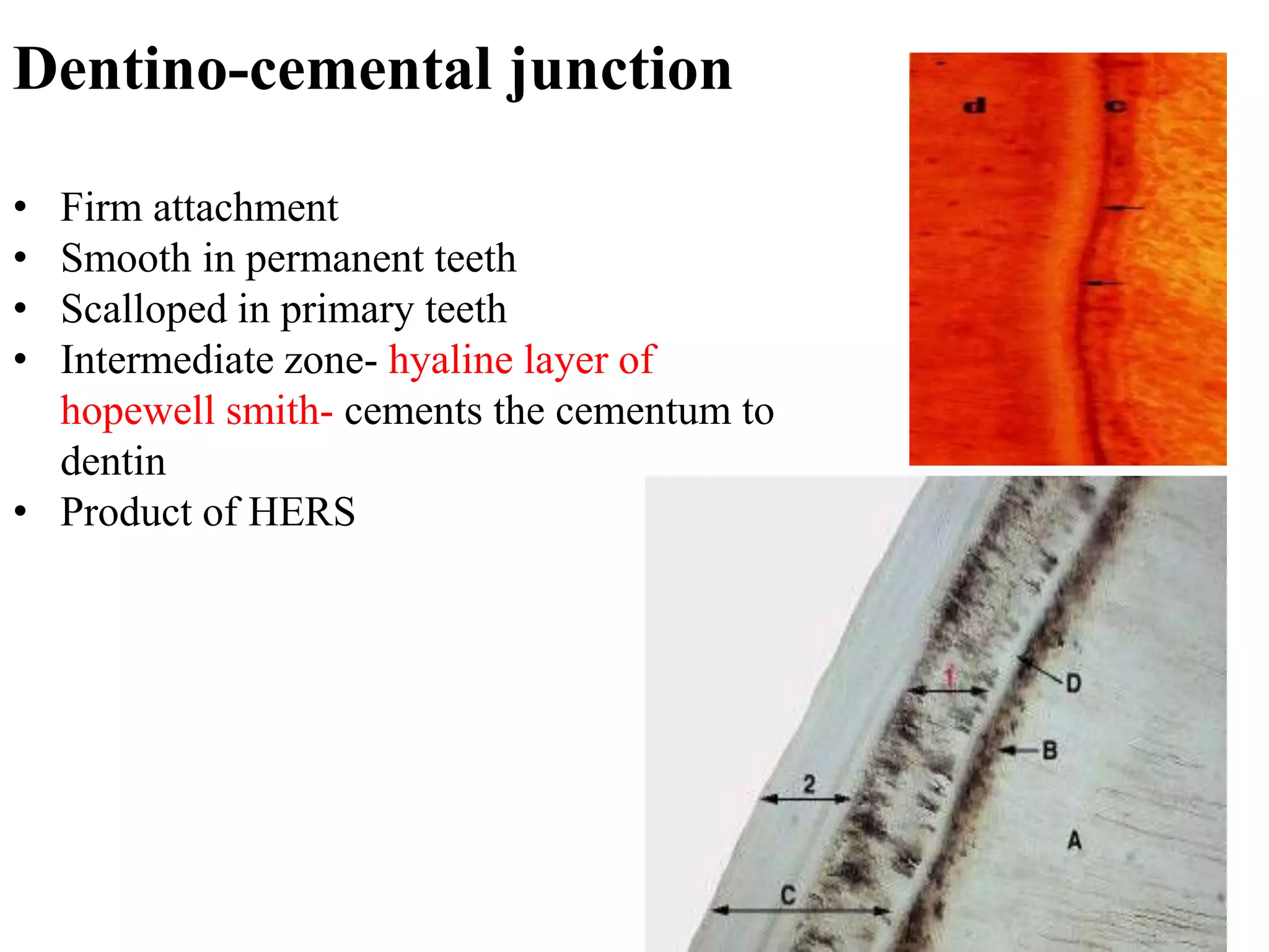 Pulp dentin complex | PPTX