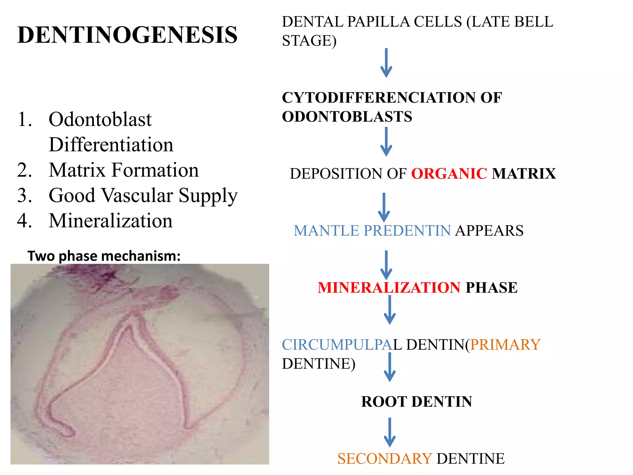 Pulp dentin complex | PPTX | Dental Health | Diseases and Conditions