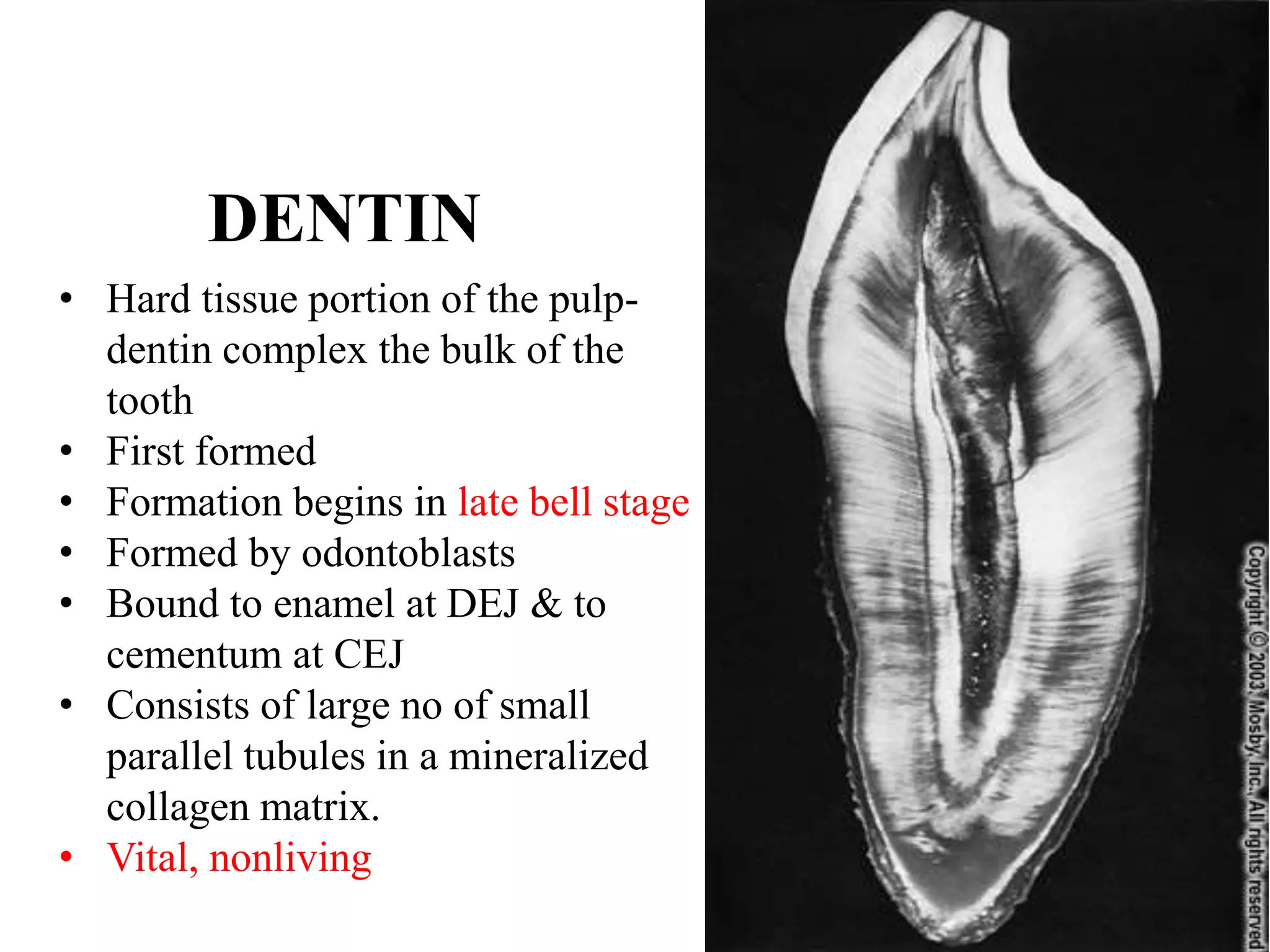 Pulp dentin complex | PPTX | Dental Health | Diseases and Conditions