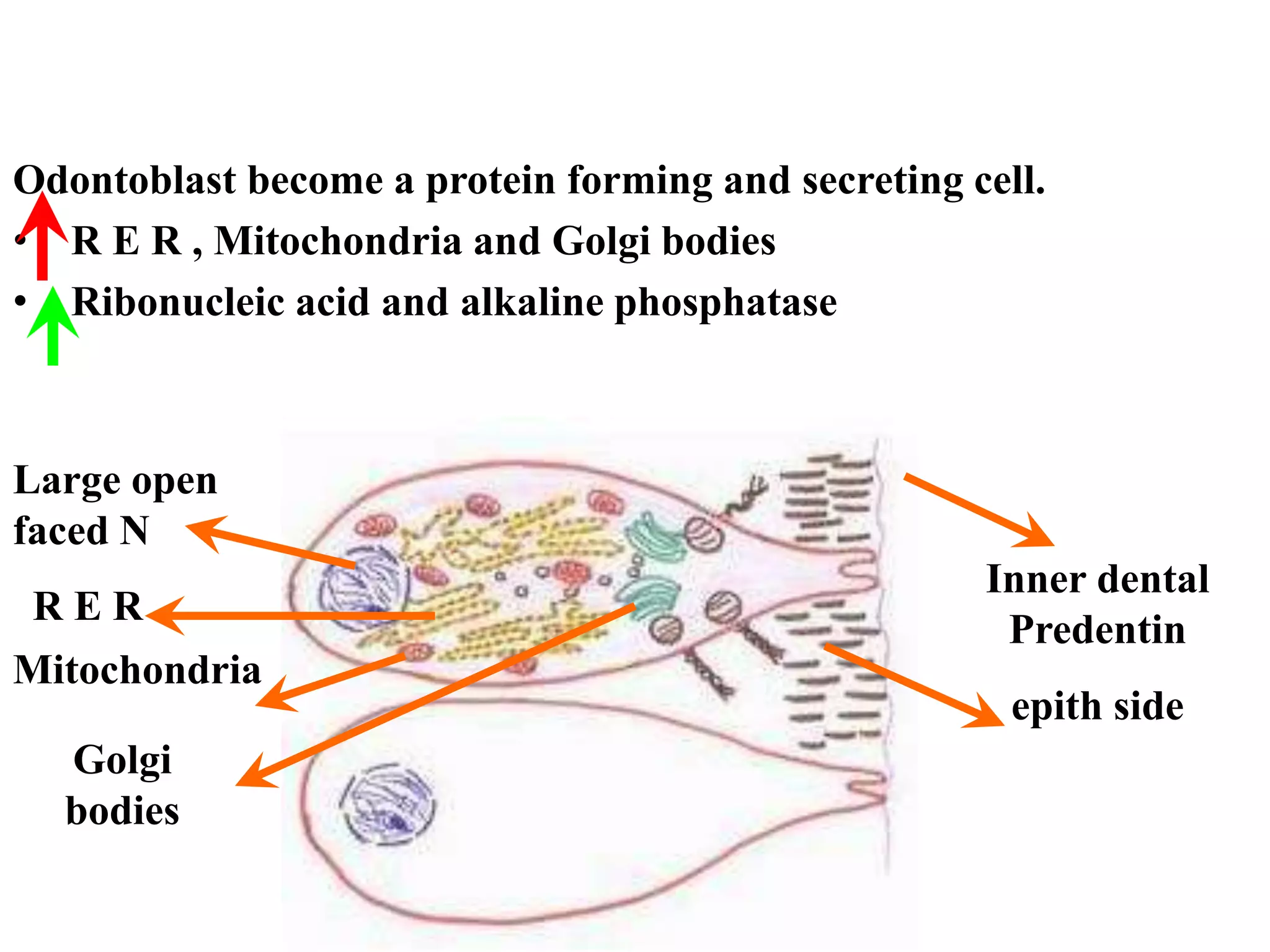 Pulp dentin complex | PPTX