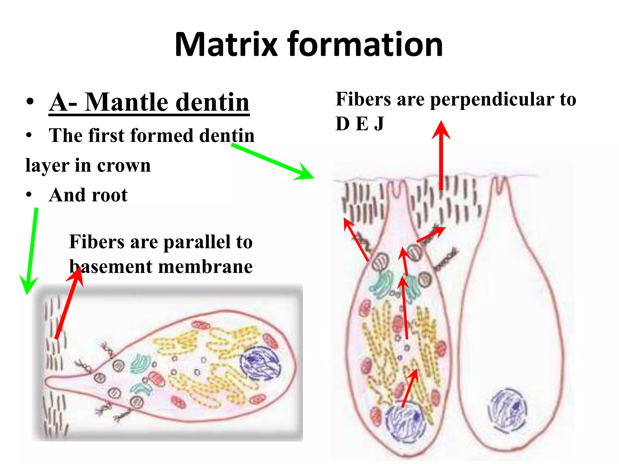Pulp dentin complex | PPTX