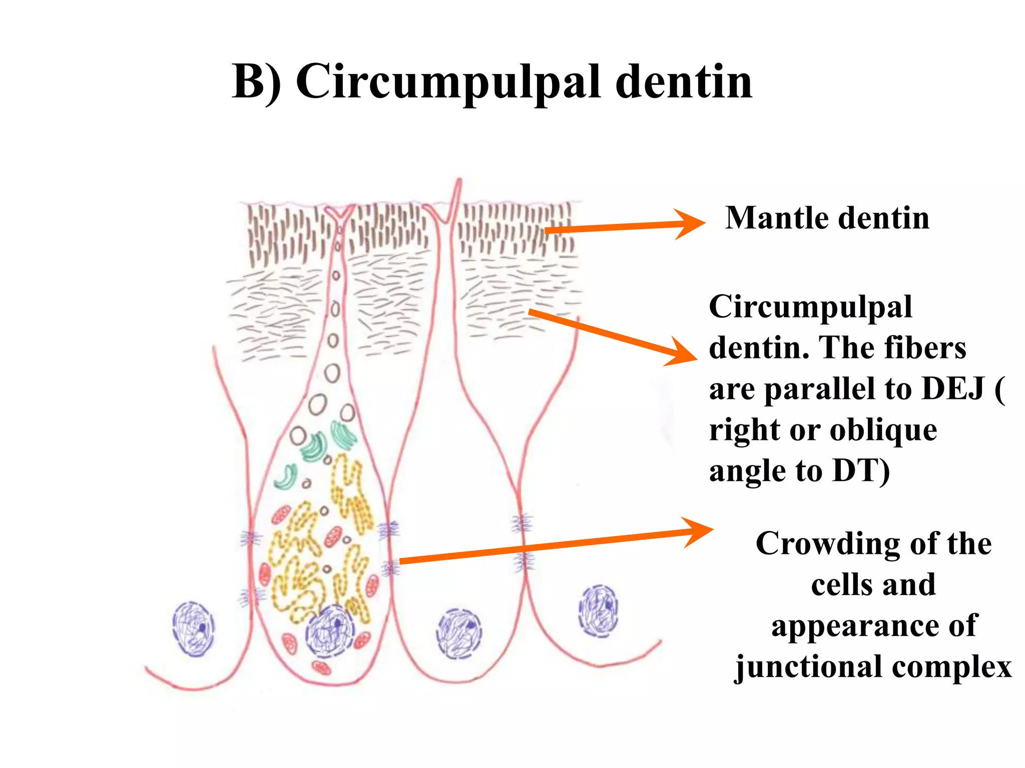 Pulp dentin complex | PPTX