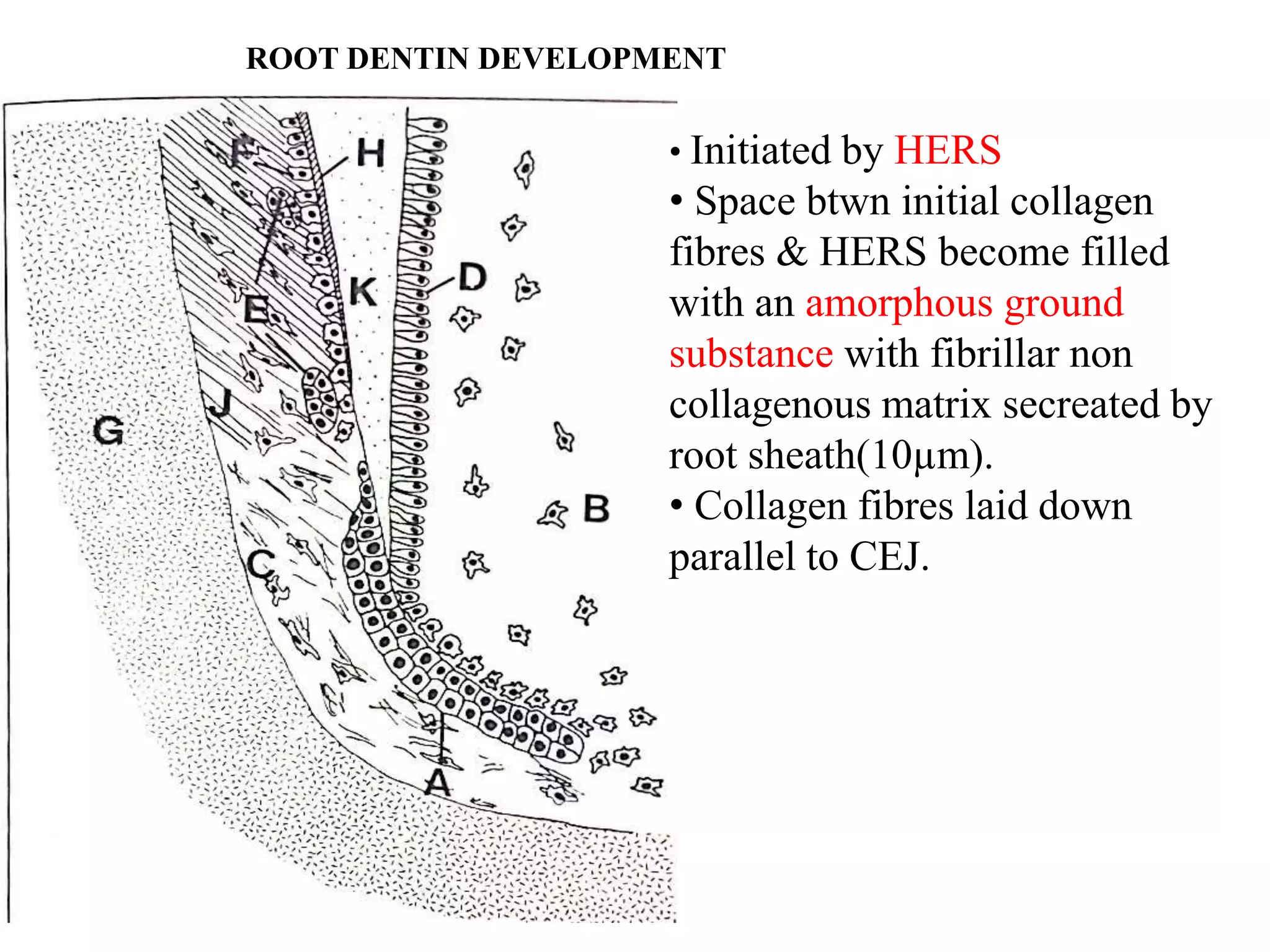 Pulp dentin complex | PPTX