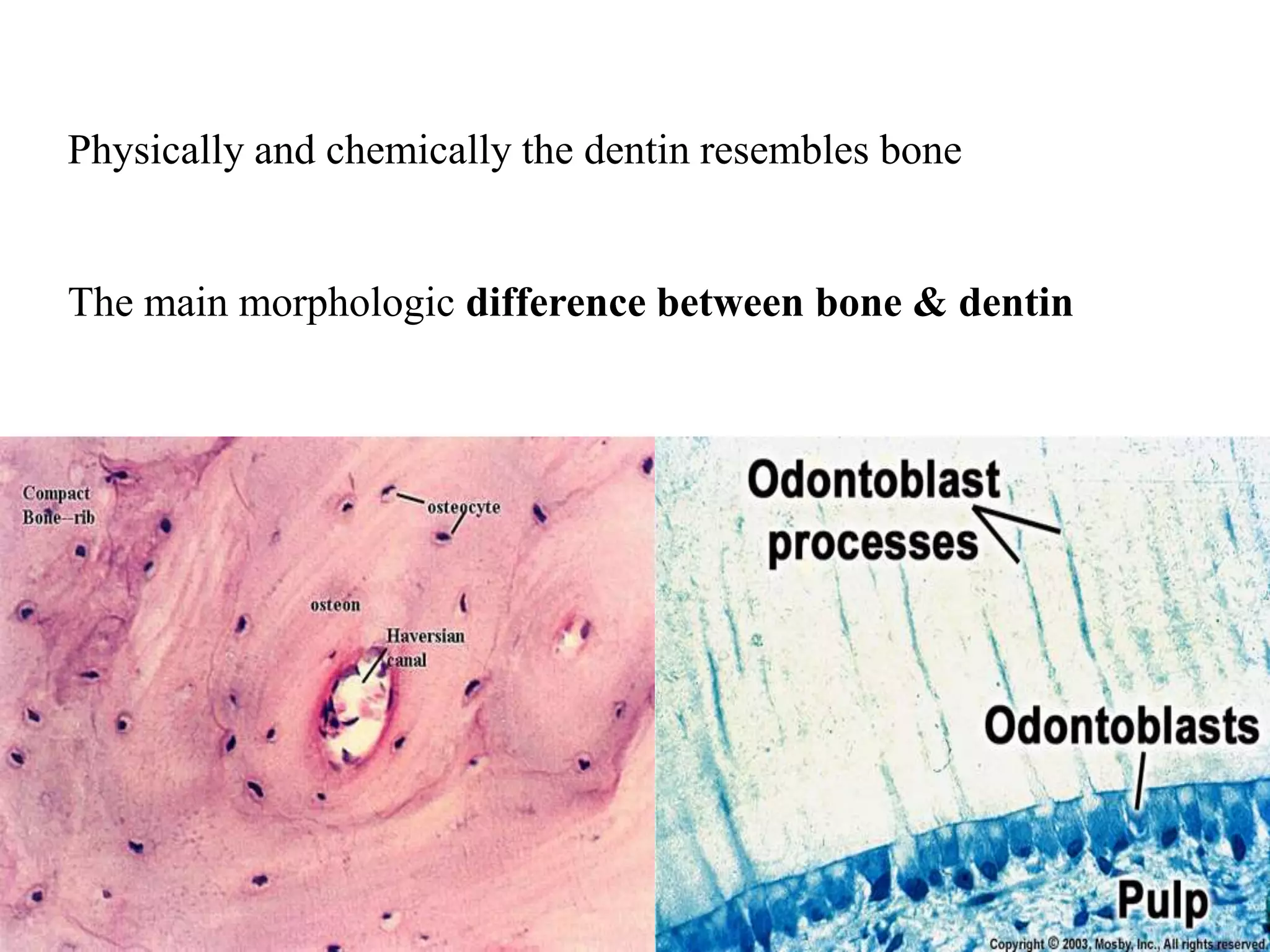 Pulp dentin complex | PPTX