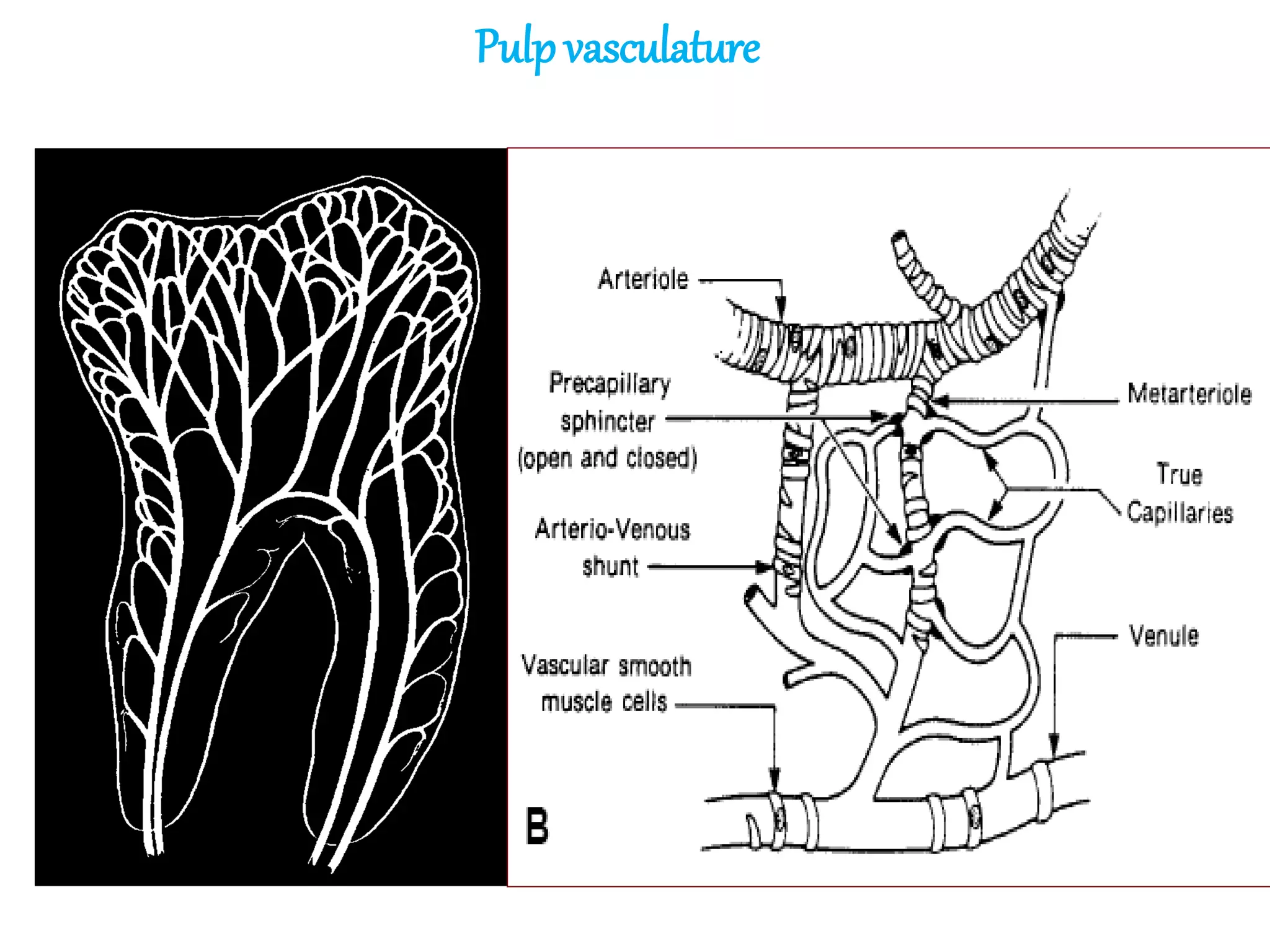 Pulp dentin complex | PPTX