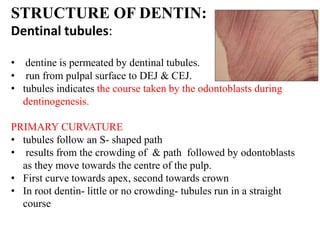 Pulp dentin complex | PPTX