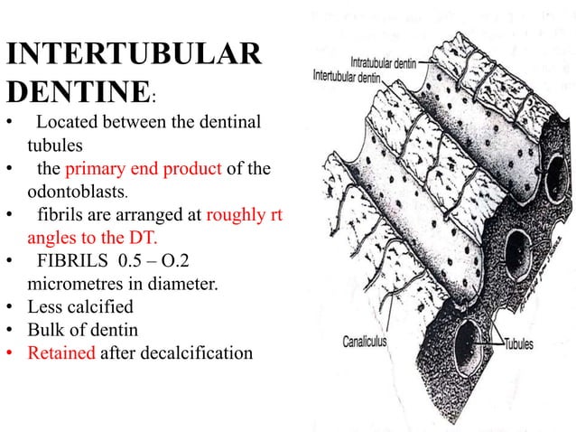 Pulp dentin complex | PPTX | Dental Health | Diseases and Conditions