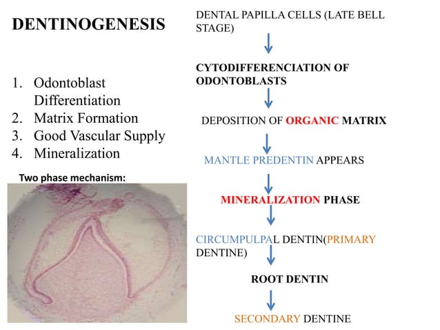 Pulp dentin complex | PPTX | Dental Health | Diseases and Conditions