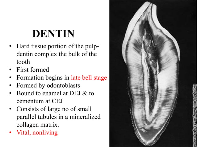 Pulp dentin complex | PPTX | Dental Health | Diseases and Conditions