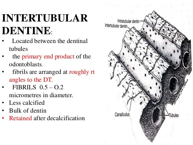Pulp dentin complex
